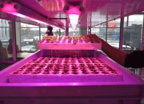 Phood Farm – Urban Care Farm & Community Farm in Eindhoven