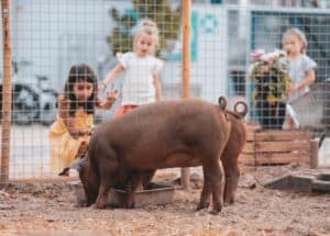 Over ons - Phood Farm