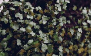 Phood Farm – Urban Care Farm & Community Farm in Eindhoven