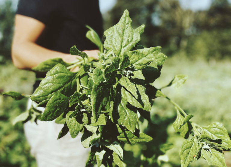 Phood Farm – Urban Care Farm & Community Farm in Eindhoven